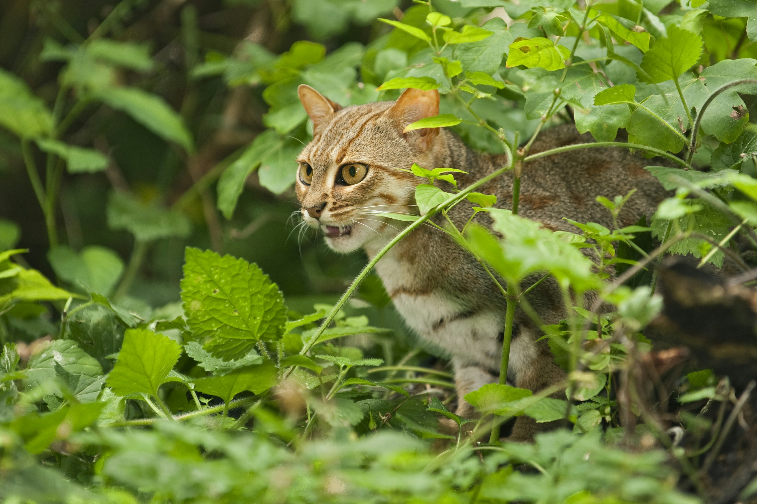 Top five smallest animals