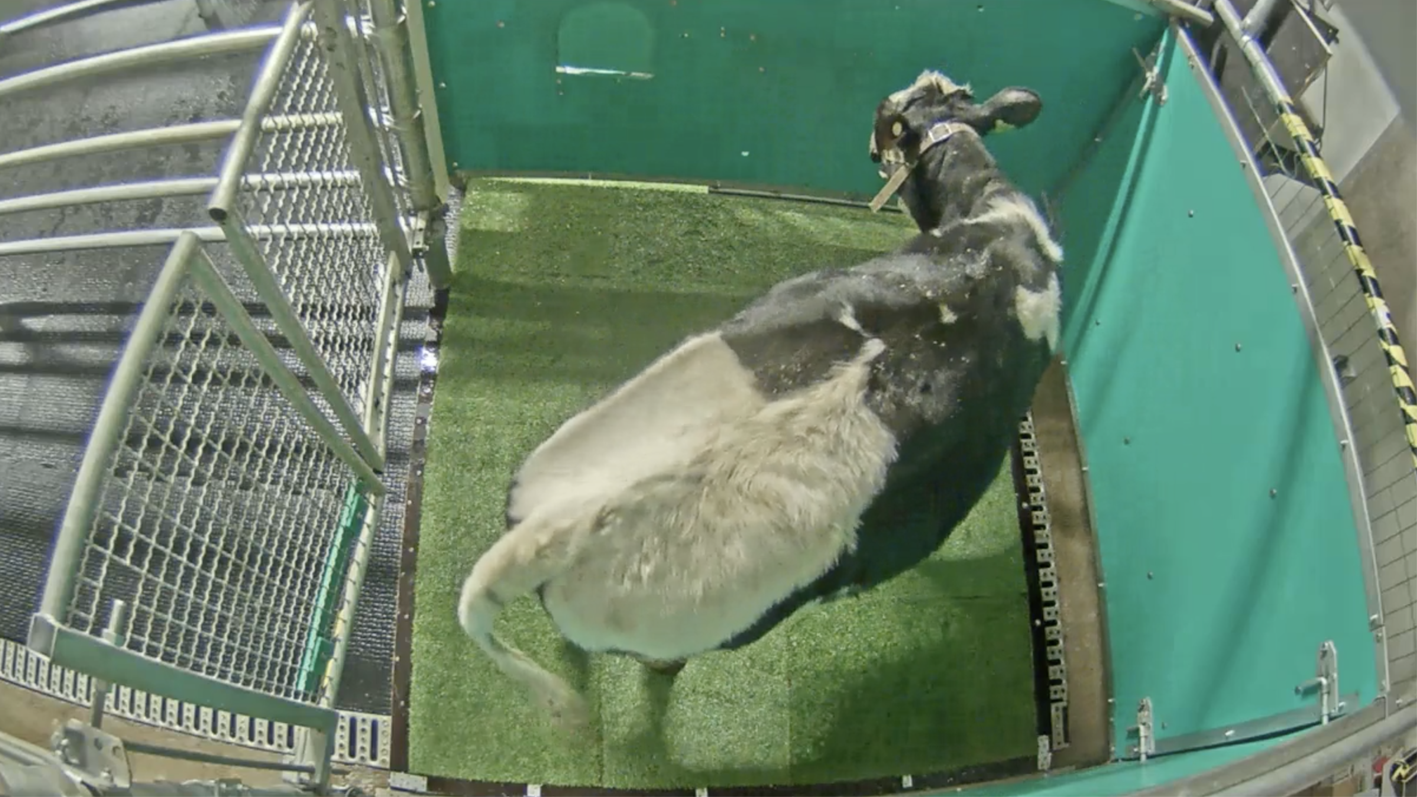 Newsela | Potty-trained cows could help to reduce pollution