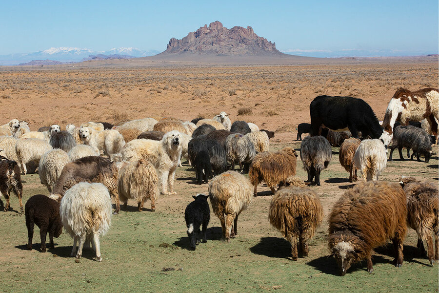 Newsela | Reviving Navajo identity, one sheep at a time