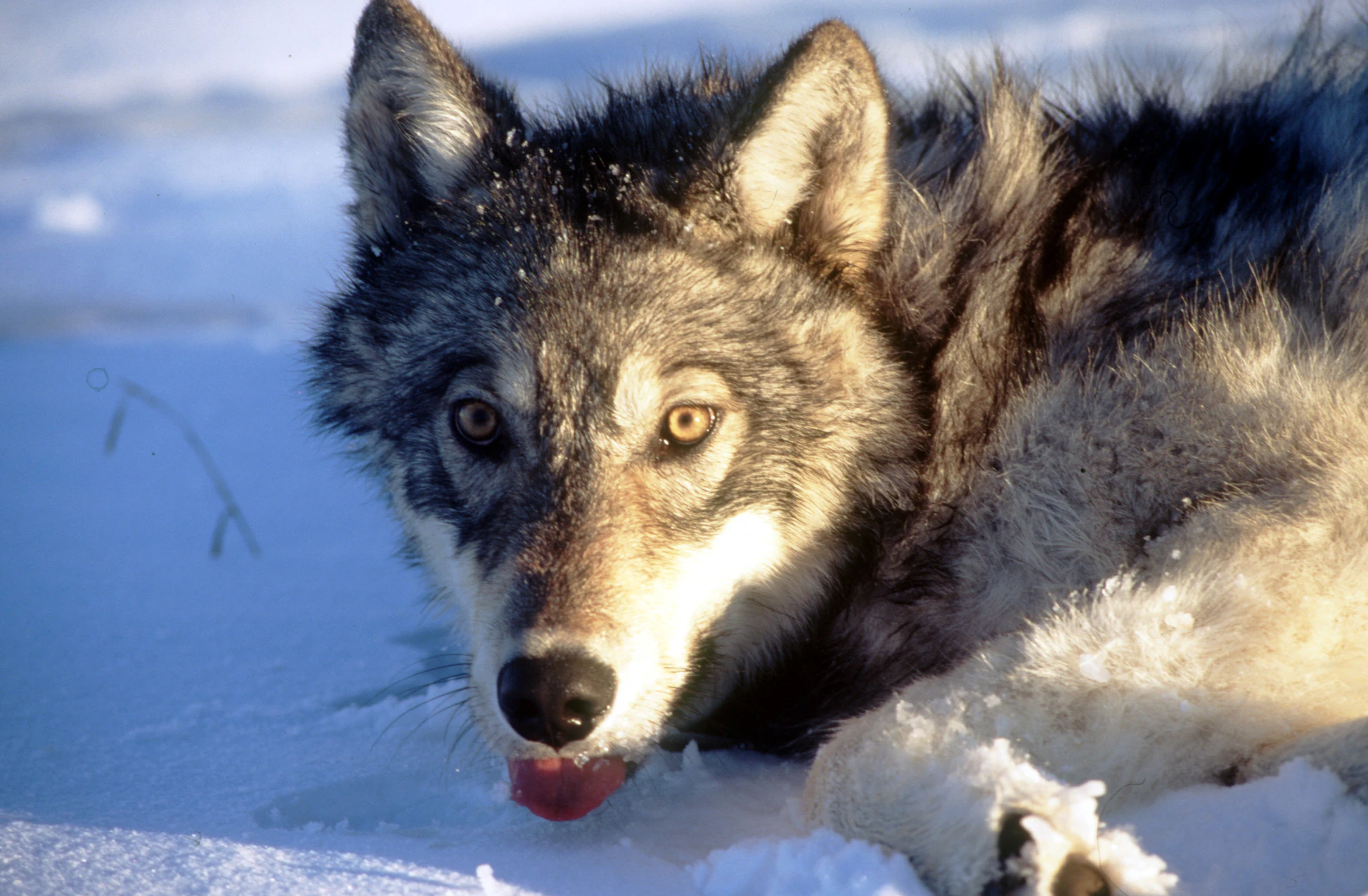 The return of the wolf: How much do they help rebuild ecosystems?