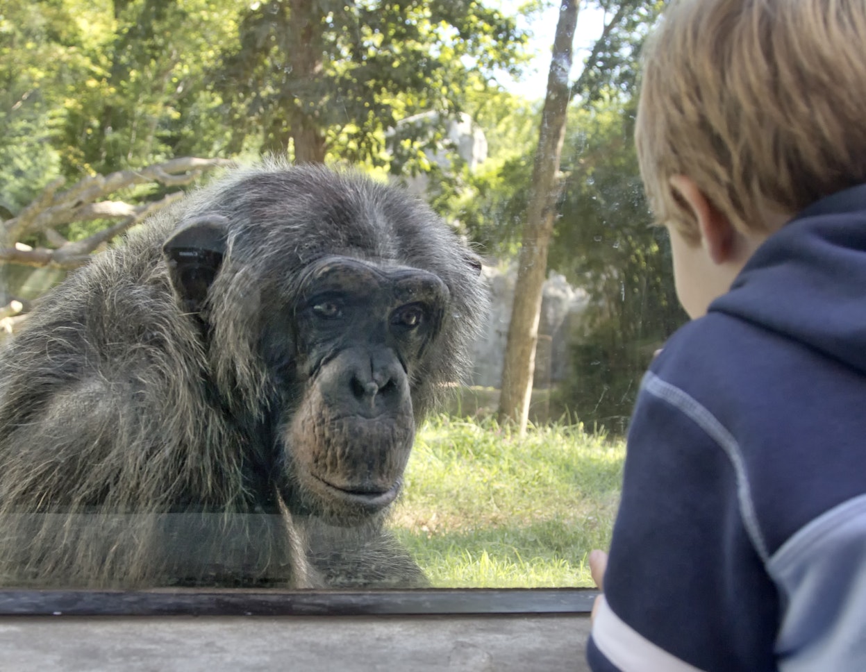 Opinion: Should zoos still exist?
