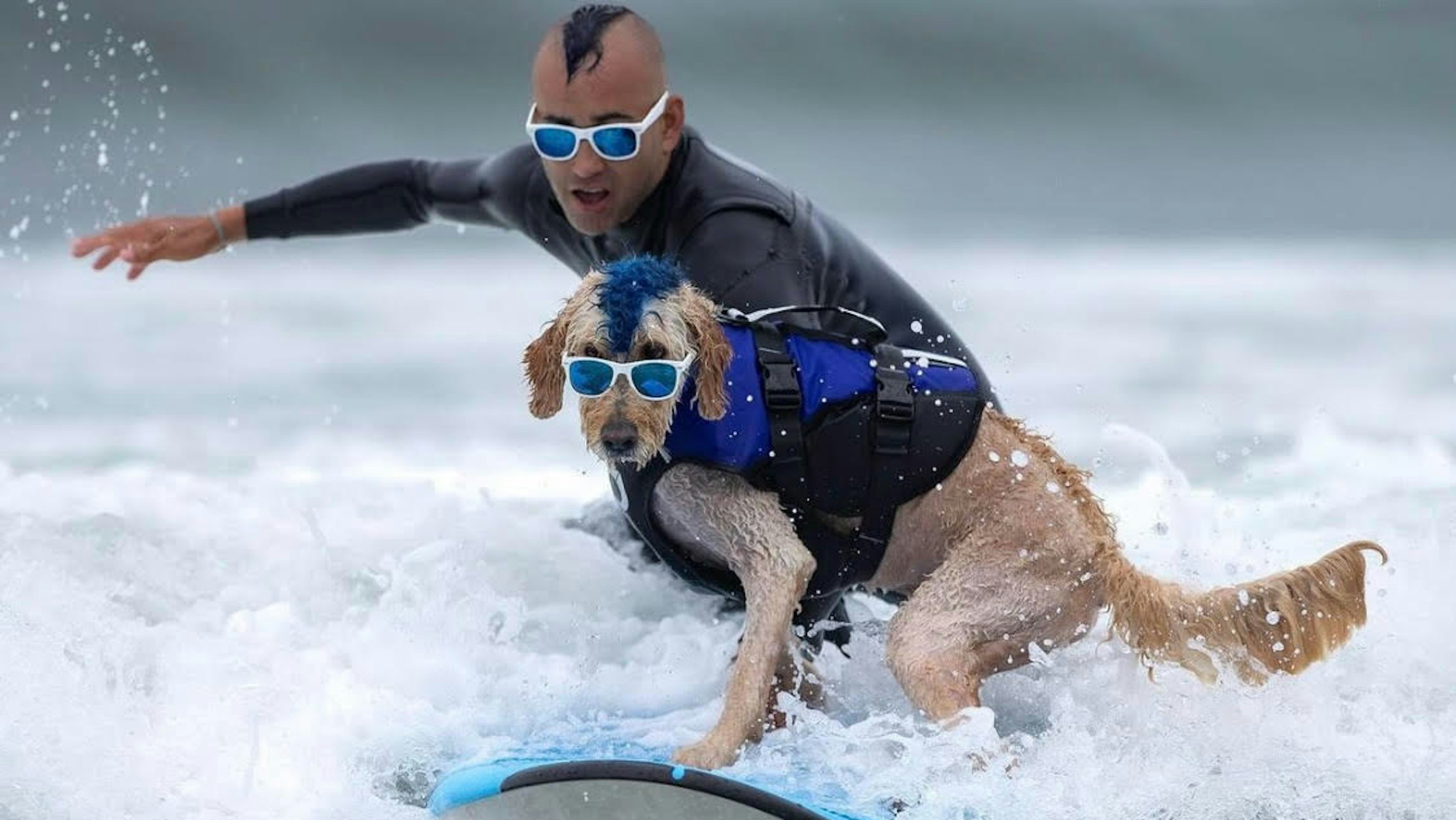Surfing dogs take the waves in world championship