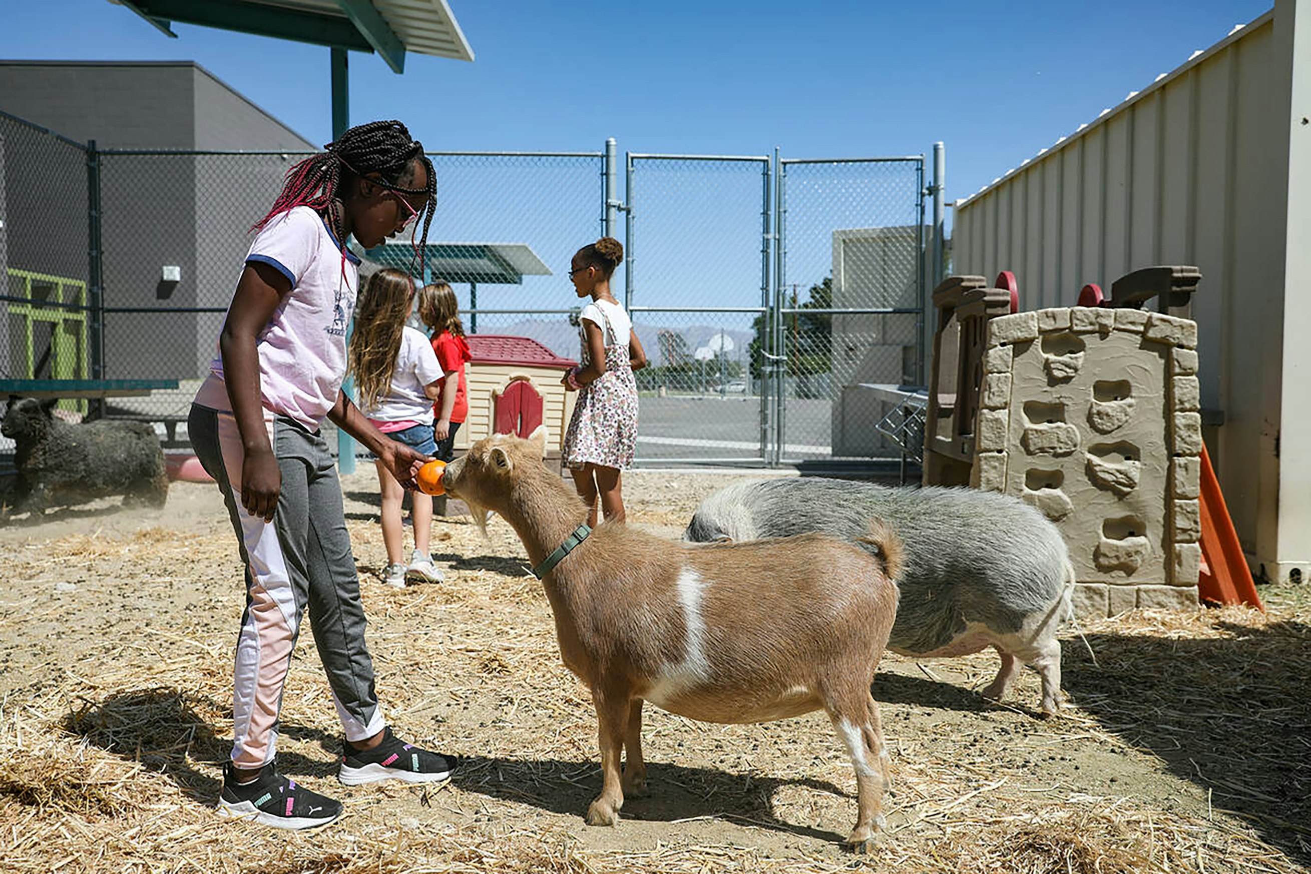 Goats at school? More than 150 animals live on this elementary school’s ...