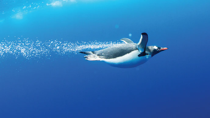 Feathering” Helps Explain Gentoo Penguins Record Breaking Swim Speed