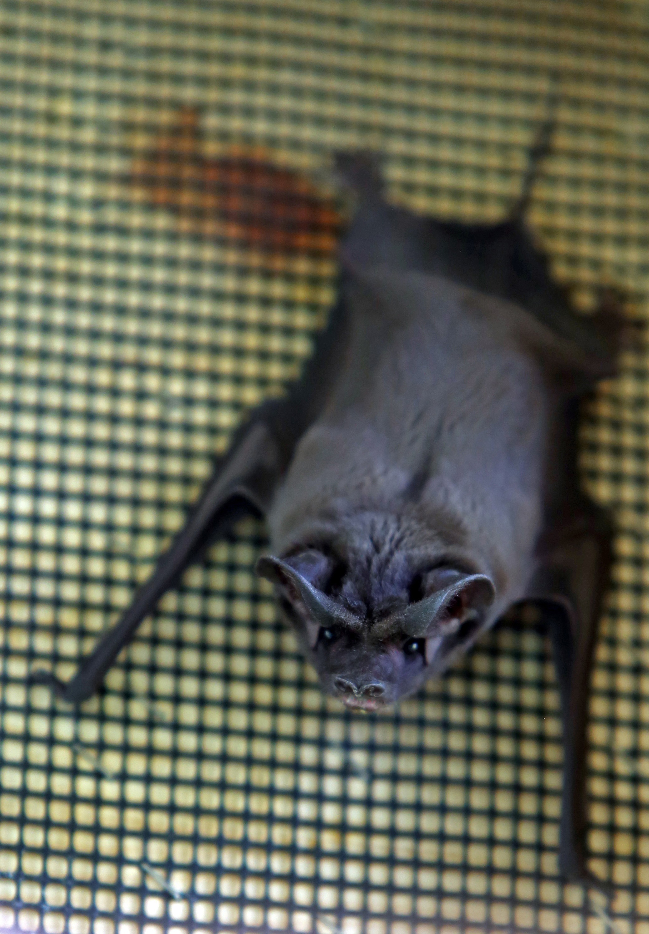 Newsela | Volunteers help biologist study rare, mysterious bonneted bat ...