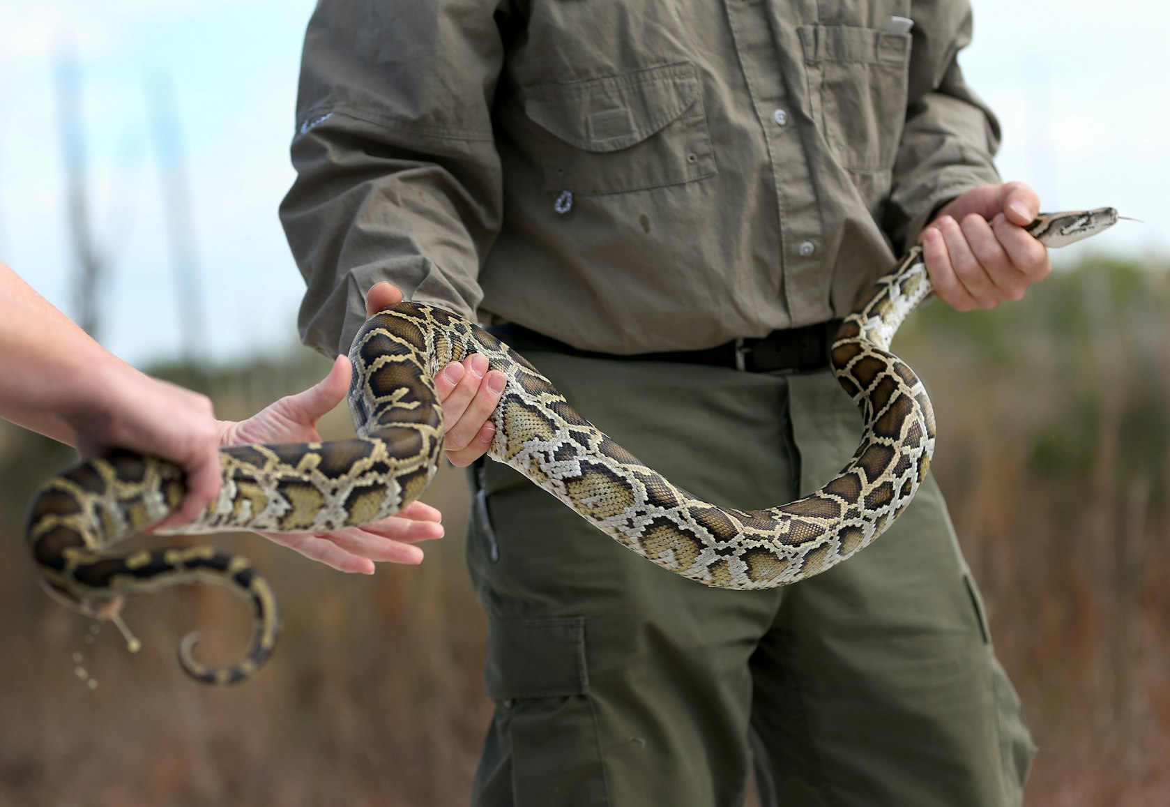 Python big gulp: Three whole Everglades deer in one big snake belly