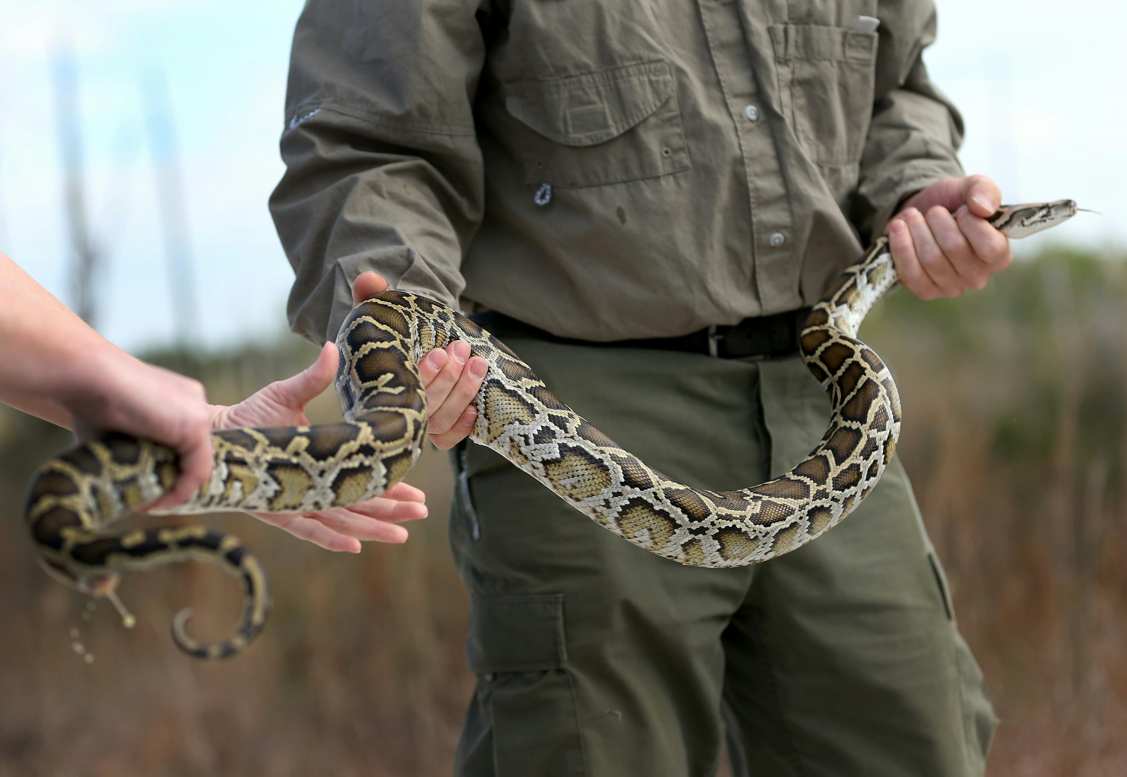 Python big gulp: Three whole Everglades deer in one big snake belly