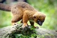 How do you pick a lemur out of a lineup? This software makes the leap