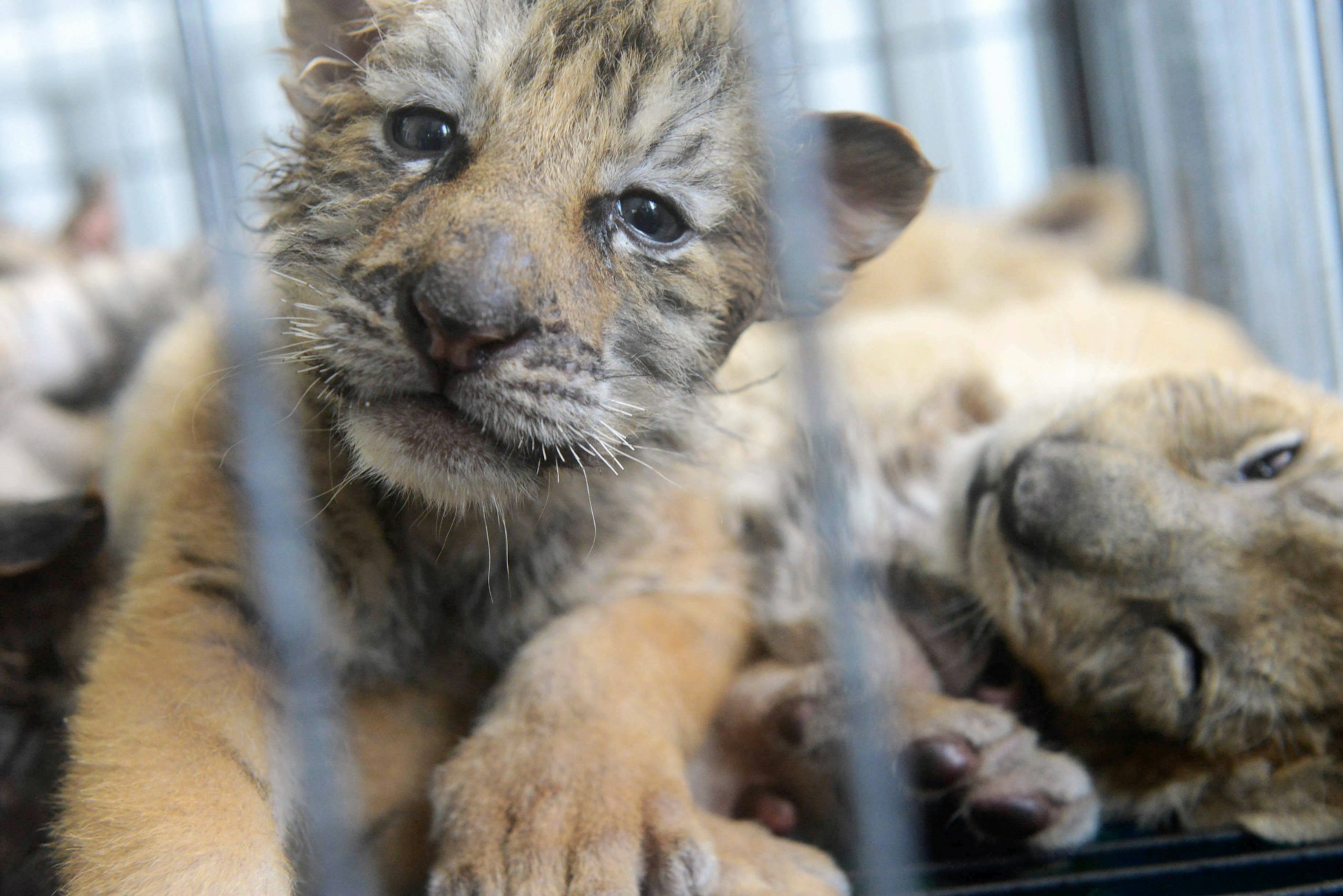 Issue Overview: Should we have zoos?