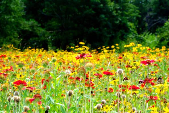 Yearly parade of colorful wildflowers begins