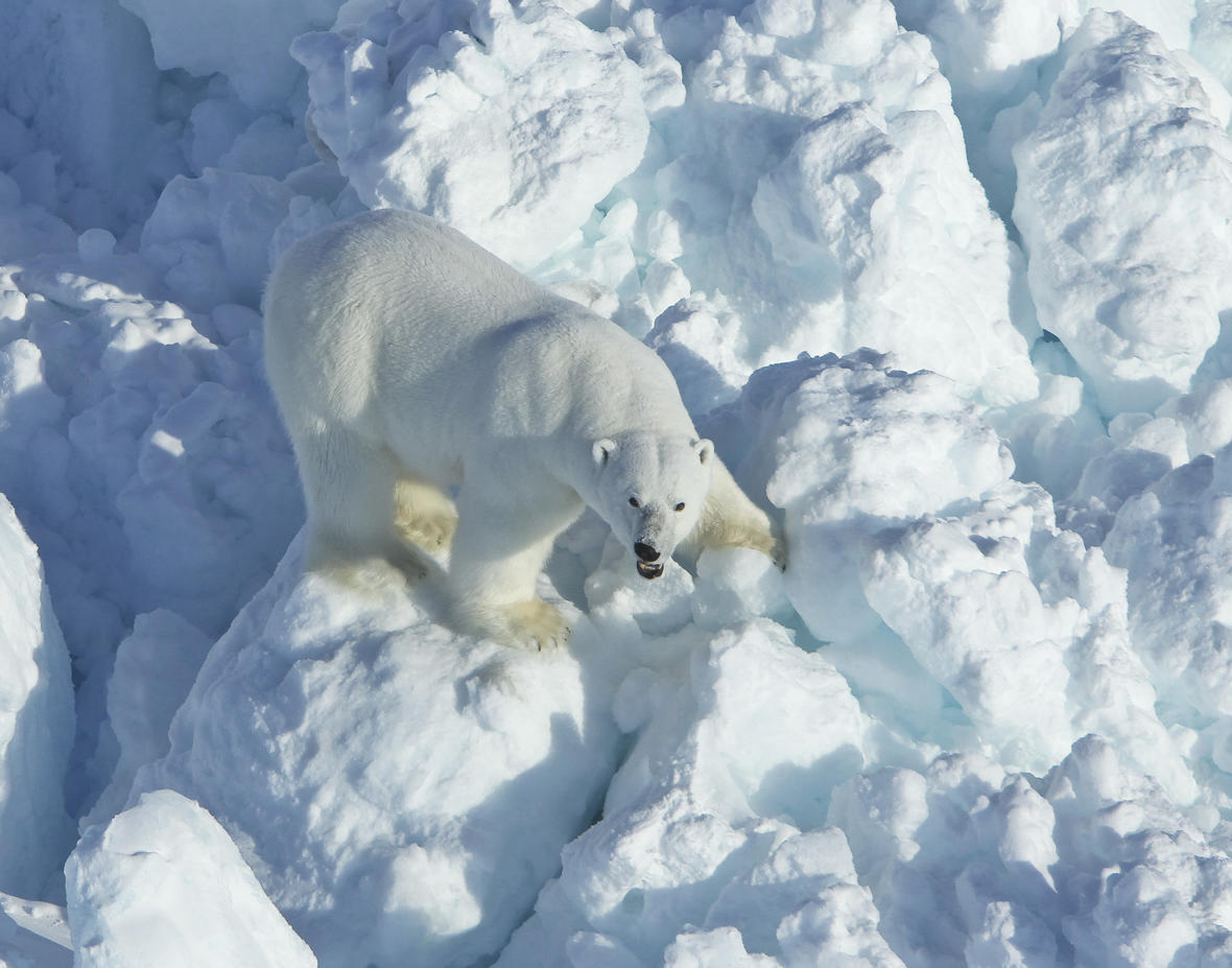 Newsela | Global warming makes life tough for already at-risk polar bears
