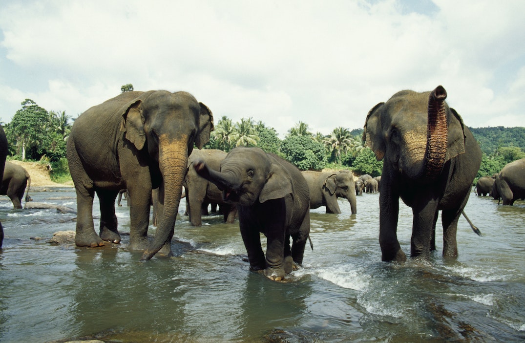 Animal Atlas: Meet the animals of Asia and the Middle East