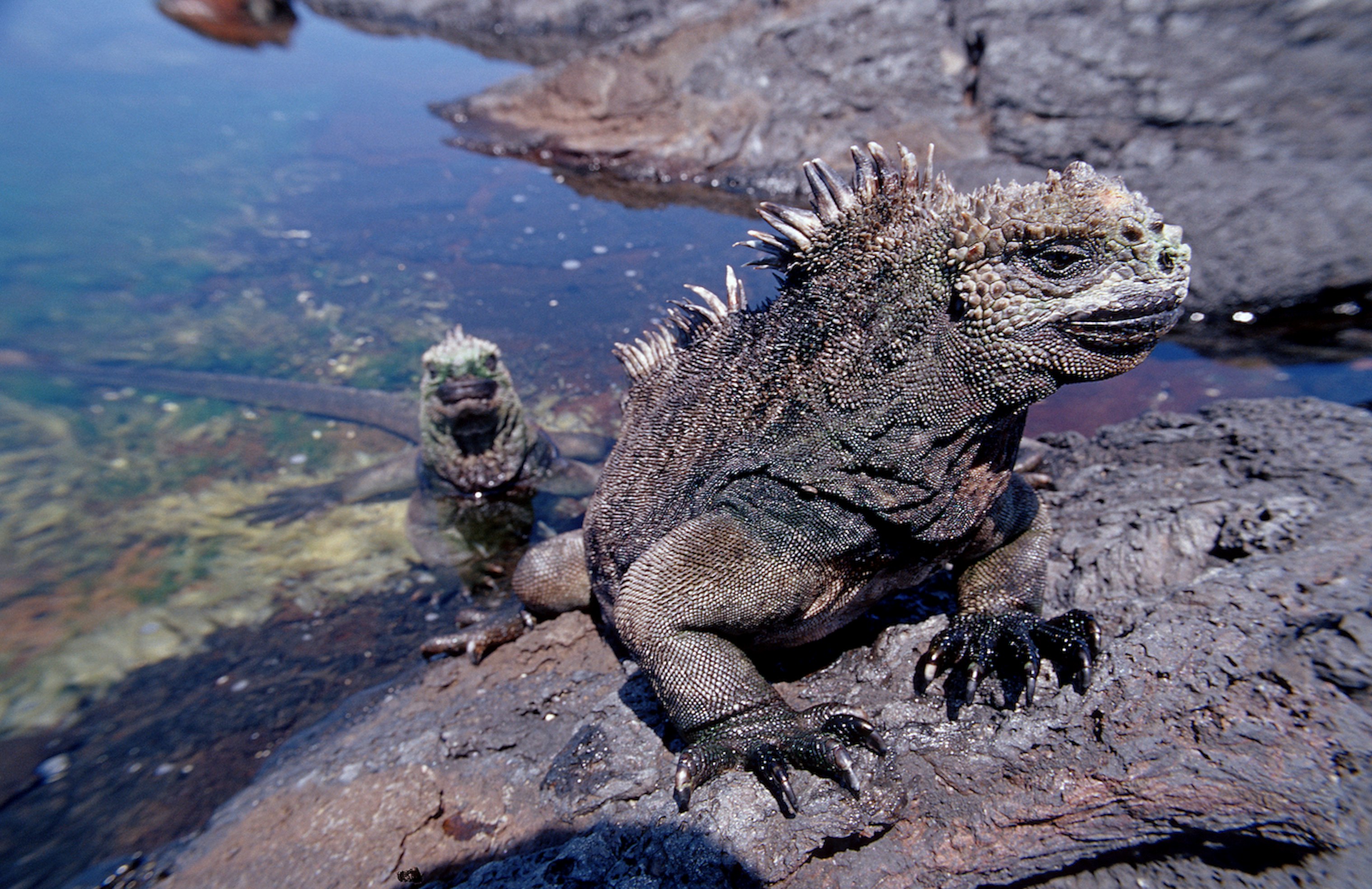 Animal Atlas: Meet the animals of Central and South America