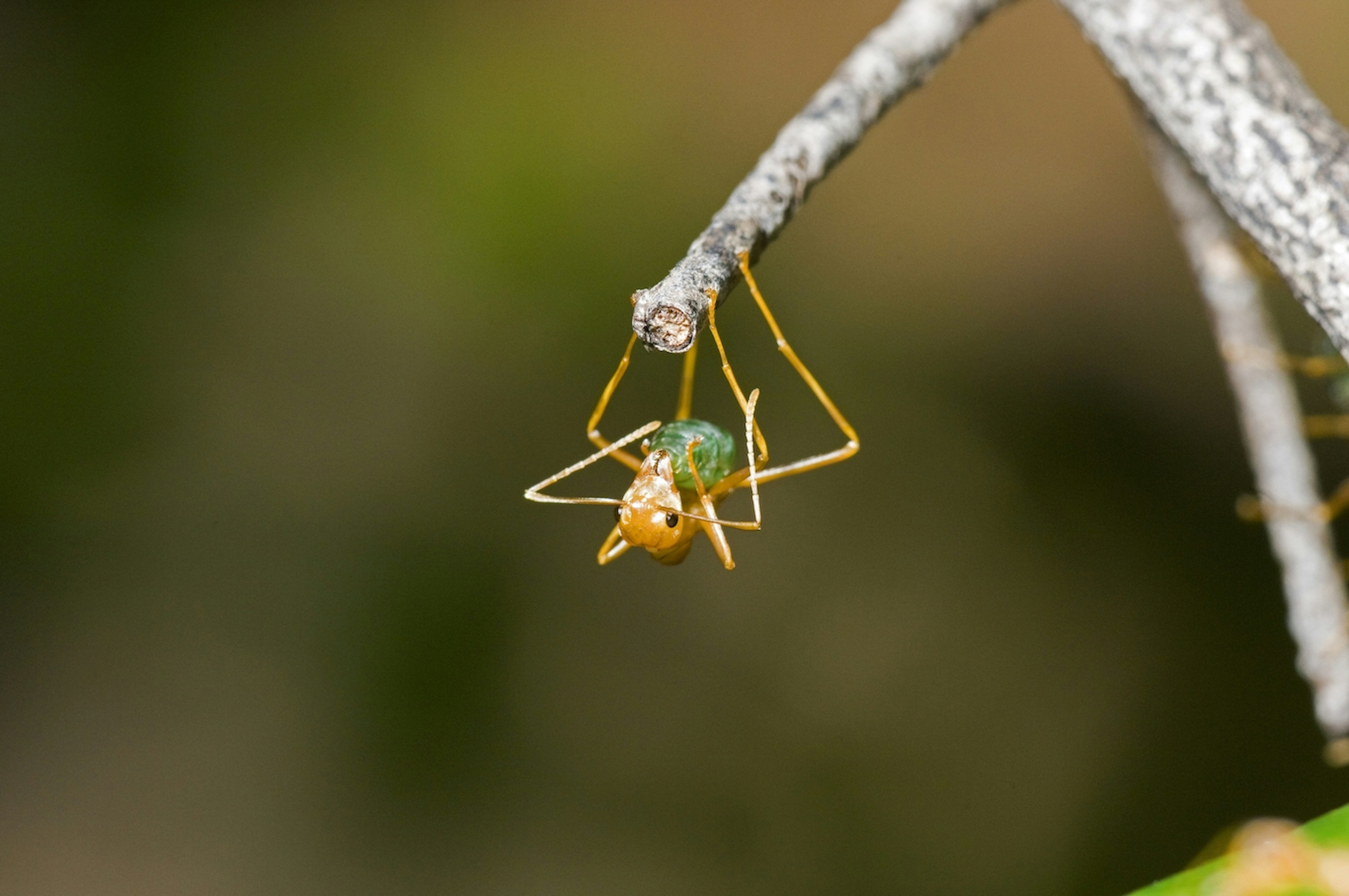 The amazing world of ants