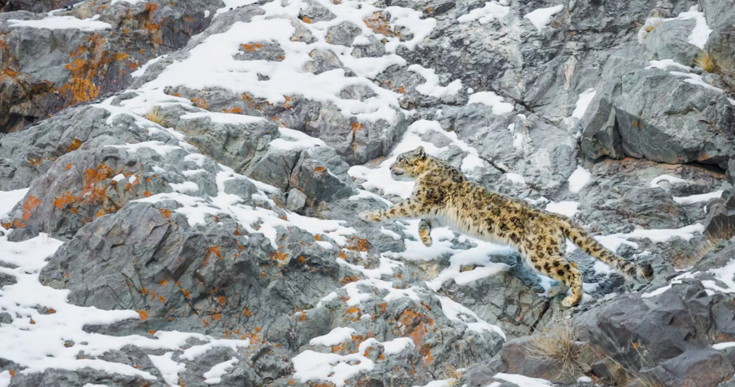 Newsela | Caught on Camera: The snow leopard