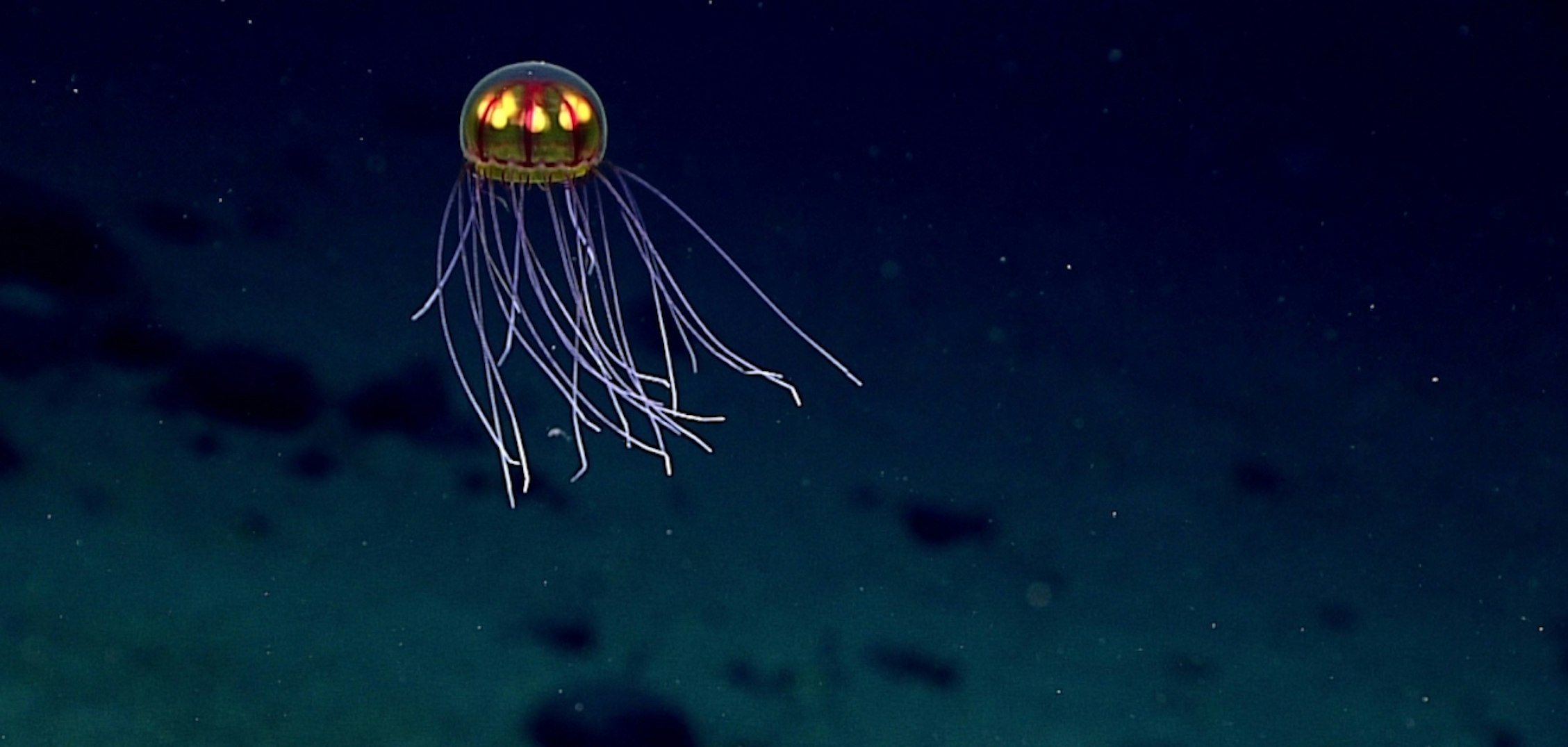 Bioluminescence: a chemical reaction that lights up fireflies and jellyfish
