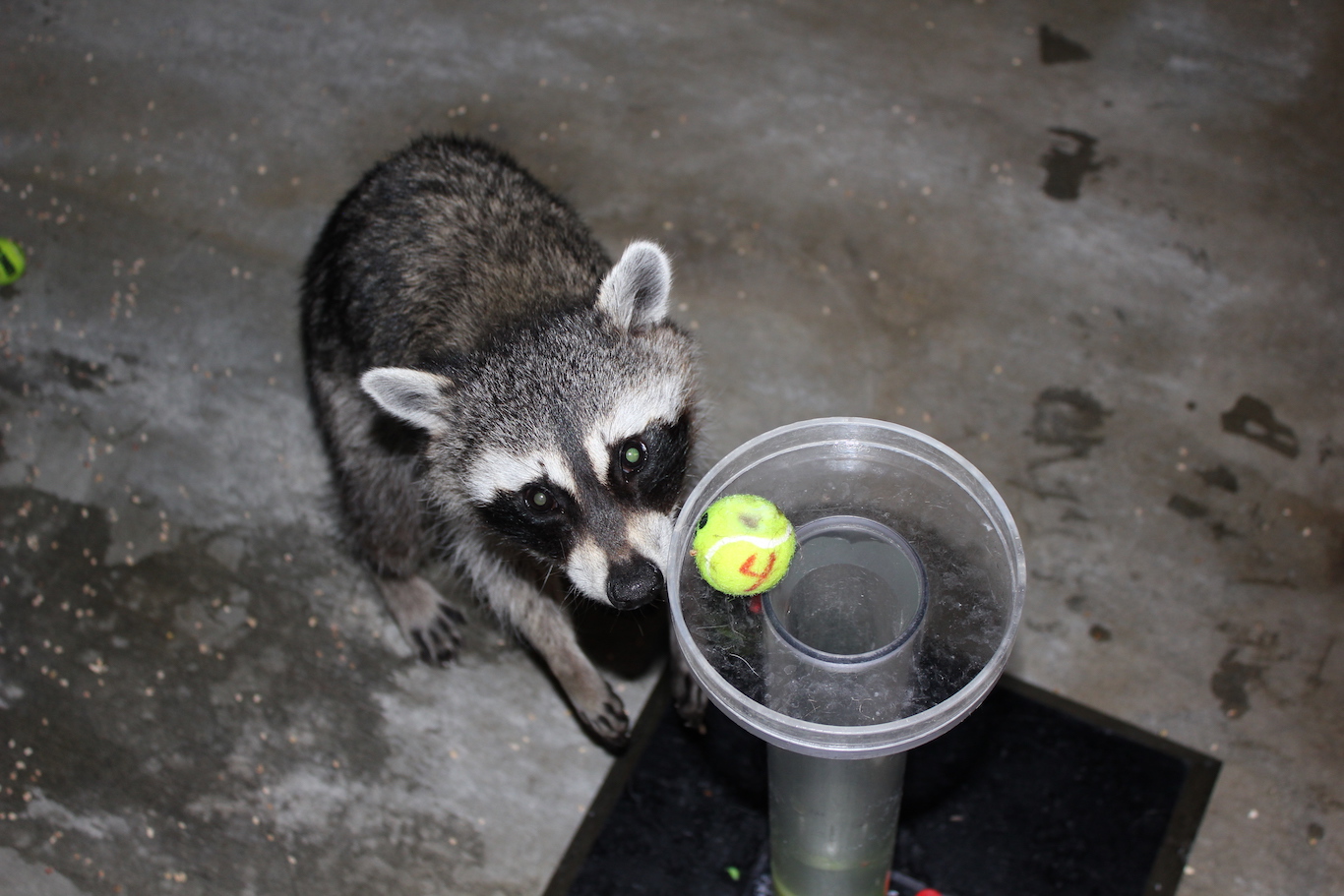 Newsela | Raccoons pass famous intelligence test — by upending it