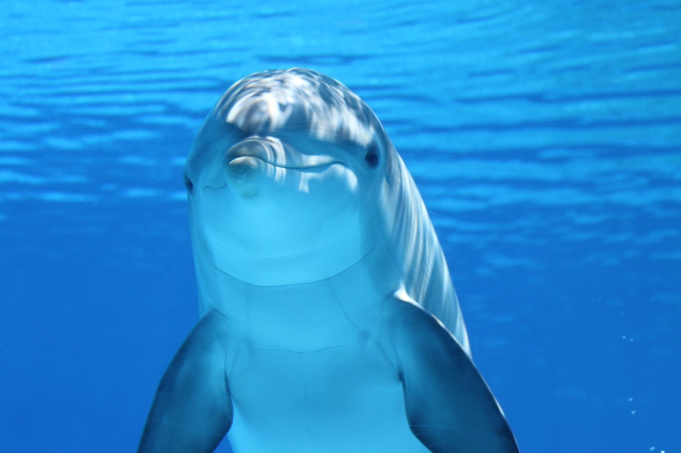 Newsela | Male humpback dolphins woo mates by presenting sponges as gifts