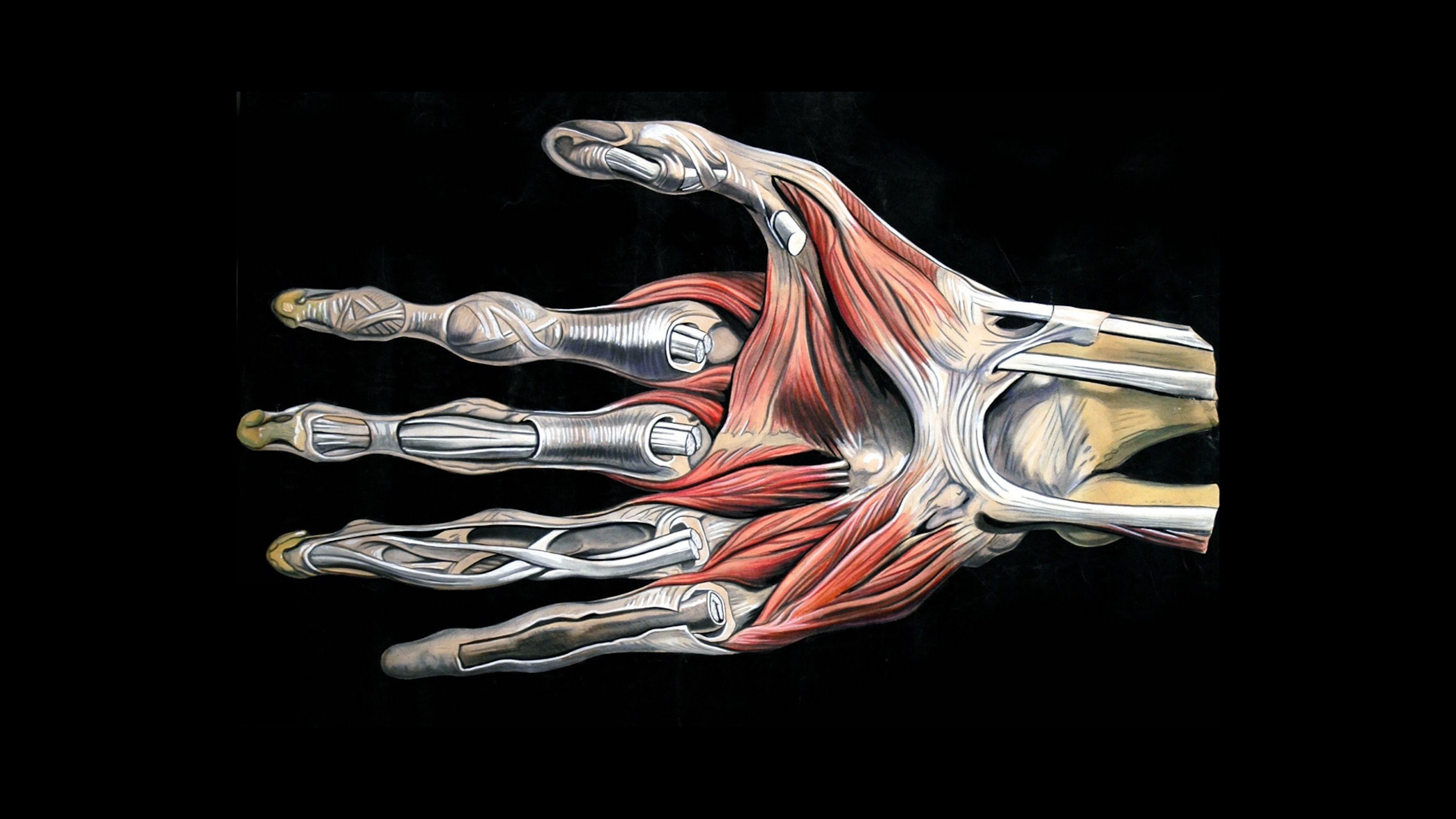 Learning how the bones and muscles work together