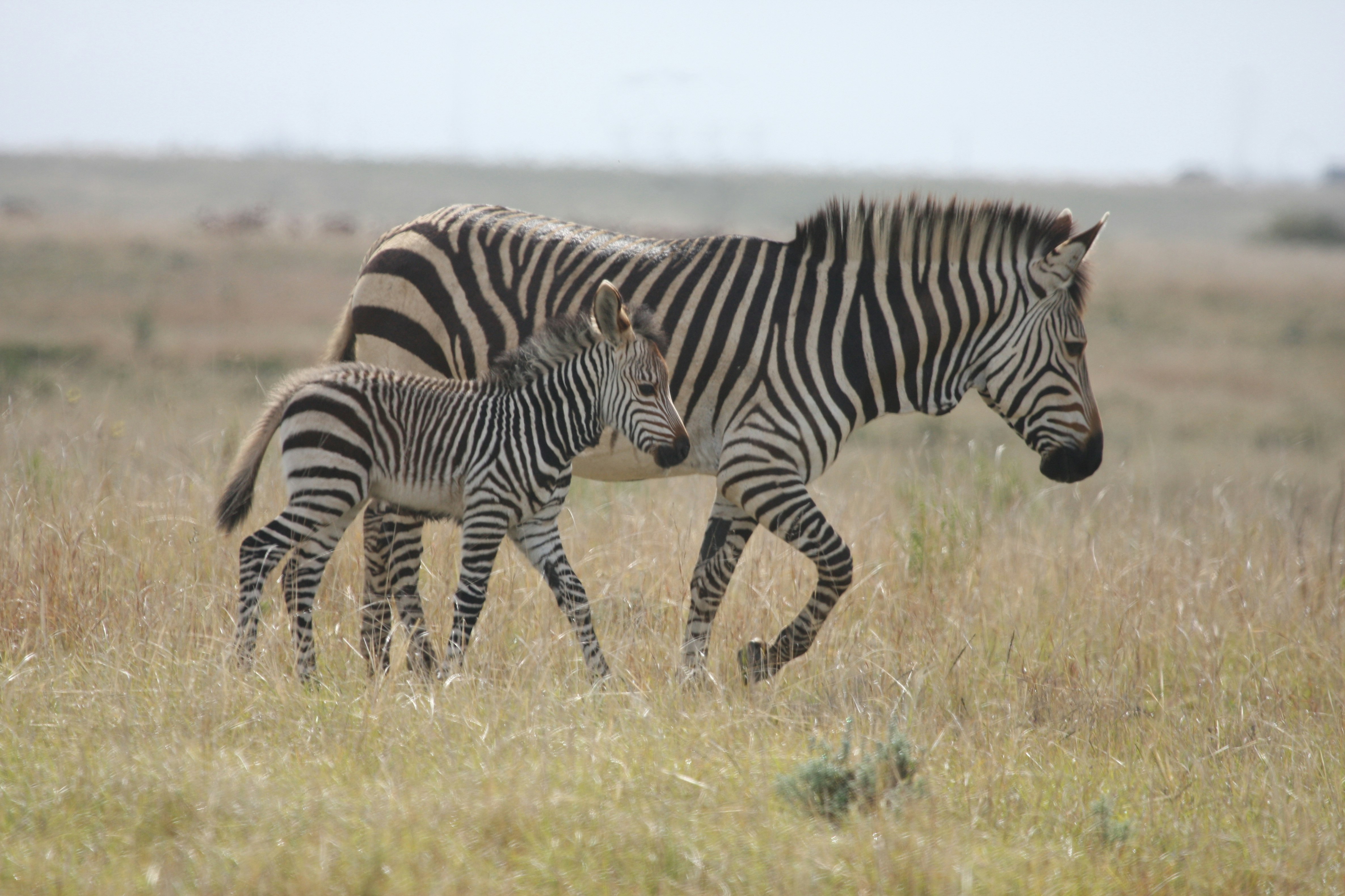 Zebra's poop can tell scientists if the animals are stressed or not