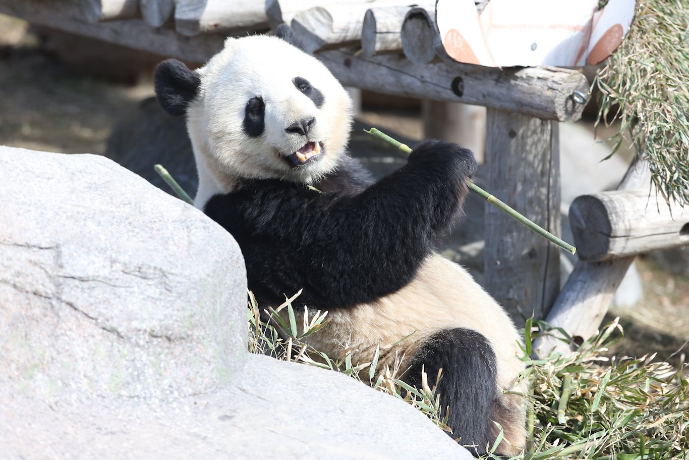 Endangered Species: The giant panda