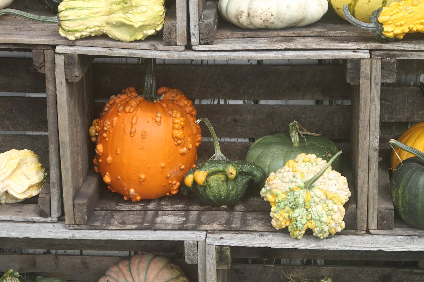 Newsela | The science behind decorative gourd season