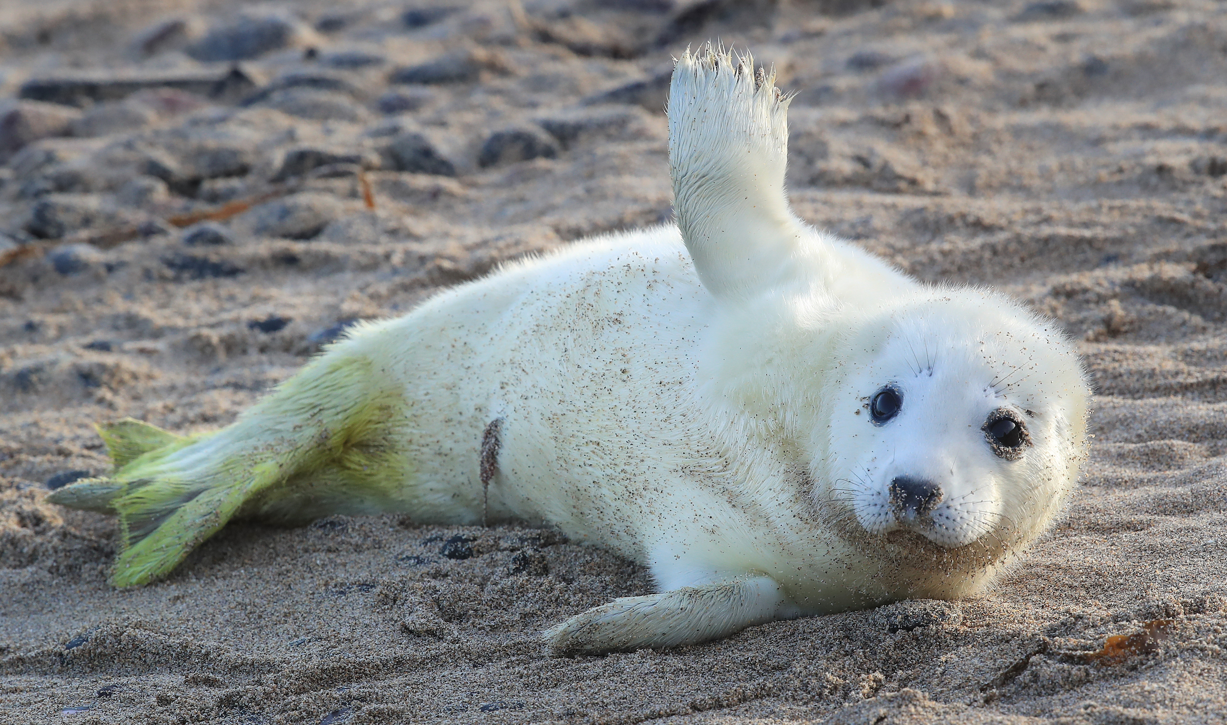 Why Do We Want To Hug Cute Things