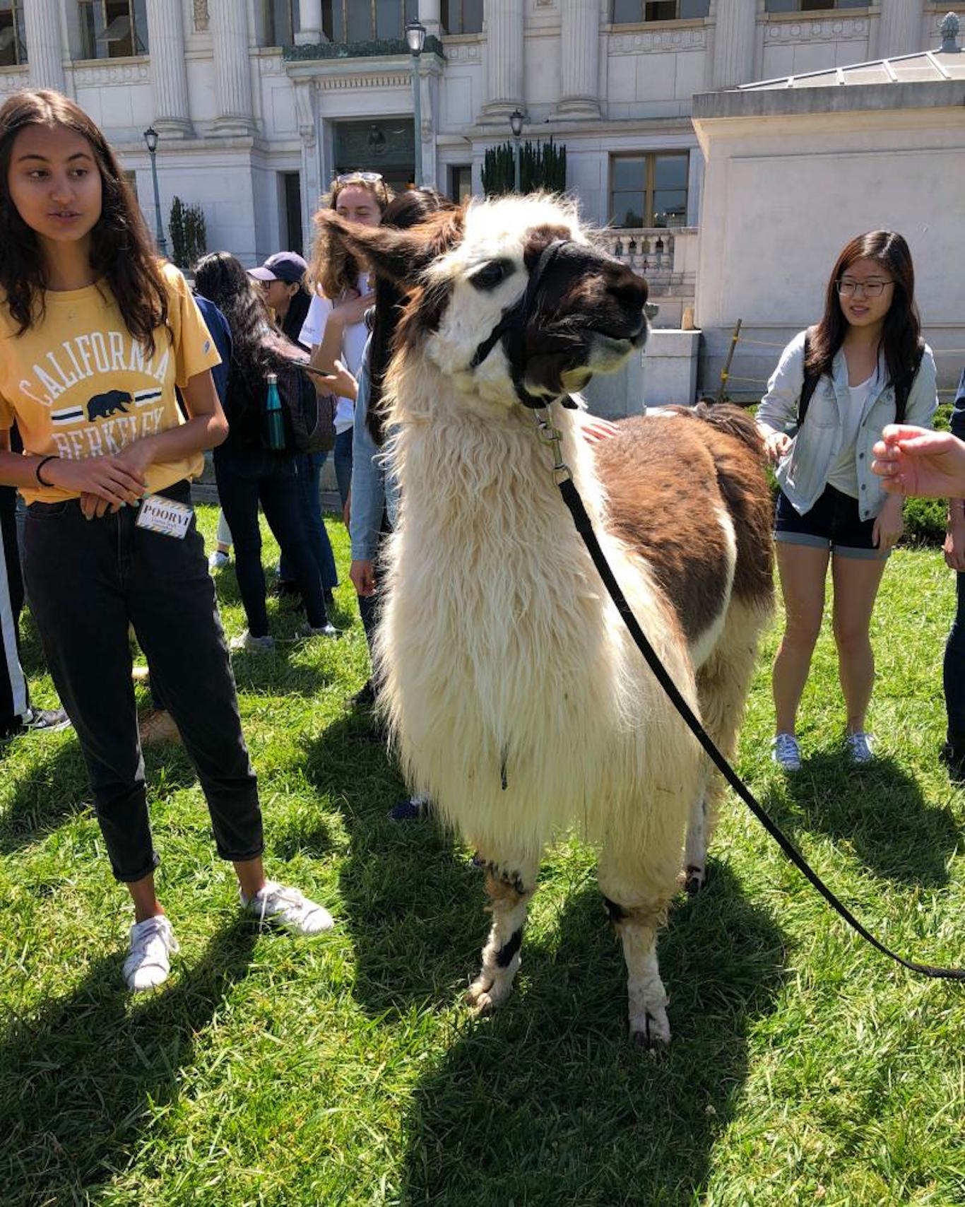 Newsela | The magic of llamas: Furry friends help stressed university ...