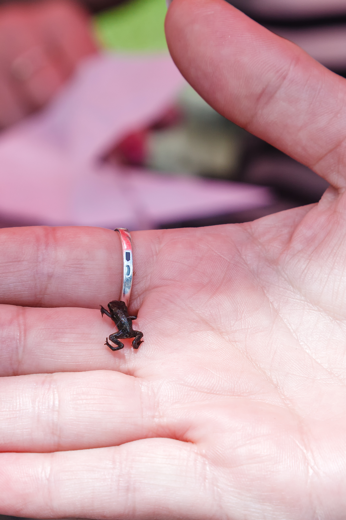 Newsela | World's smallest frog found — fly-sized critter is tiniest ...