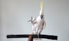 A dancing parrot named Snowball has taught himself some cool moves