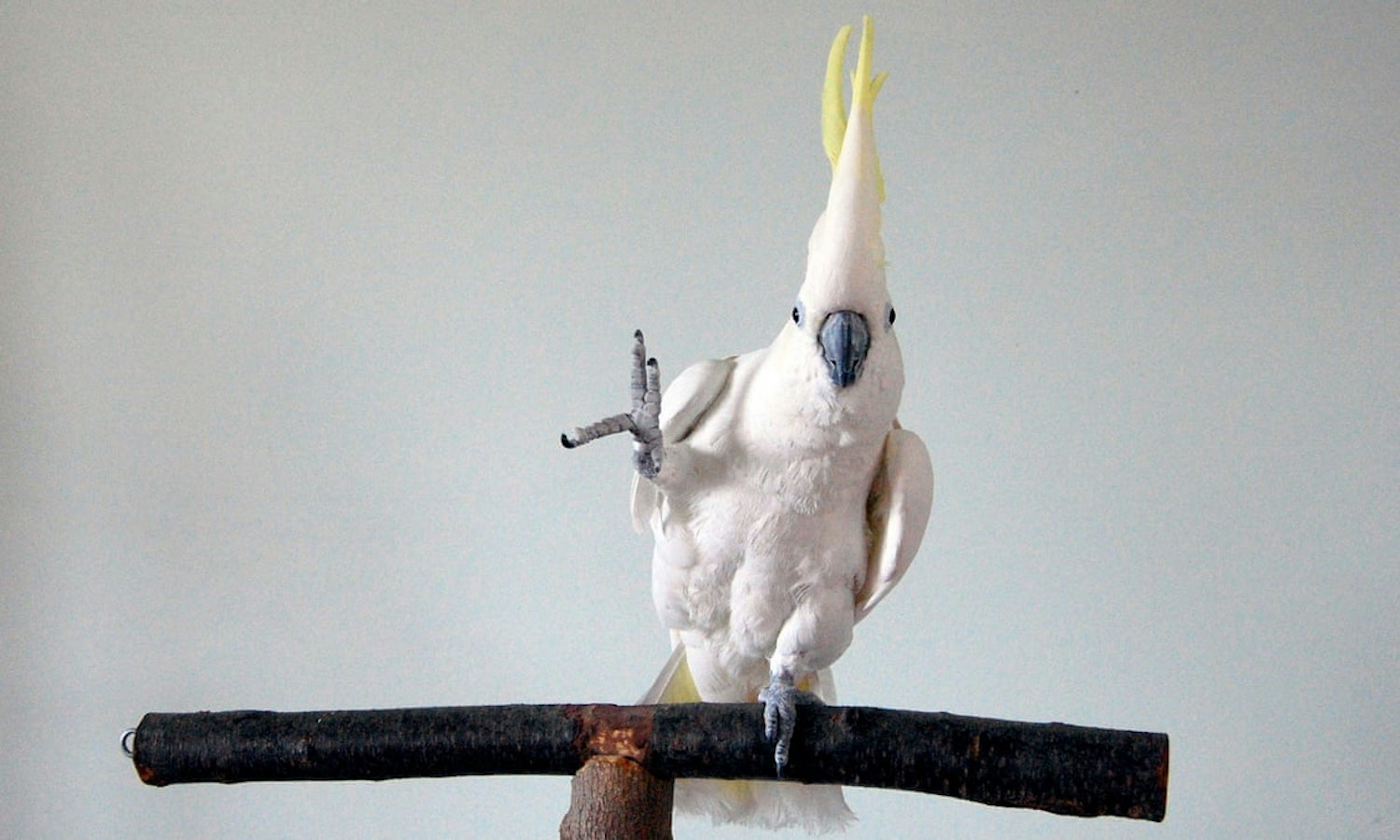 Snowball the dancing cockatoo has some new moves to share