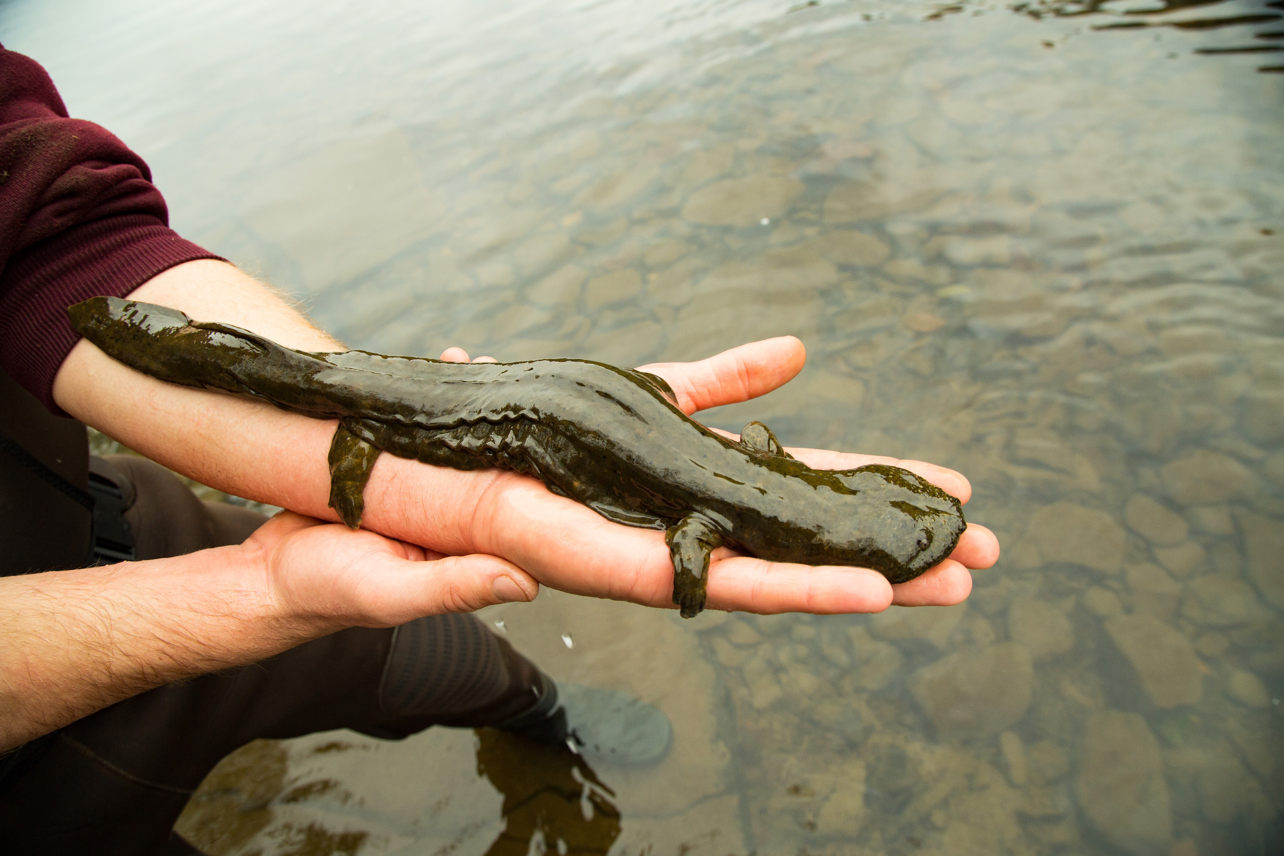 Hellbender: this slimy critter is now Pennsylvania's state amphibian