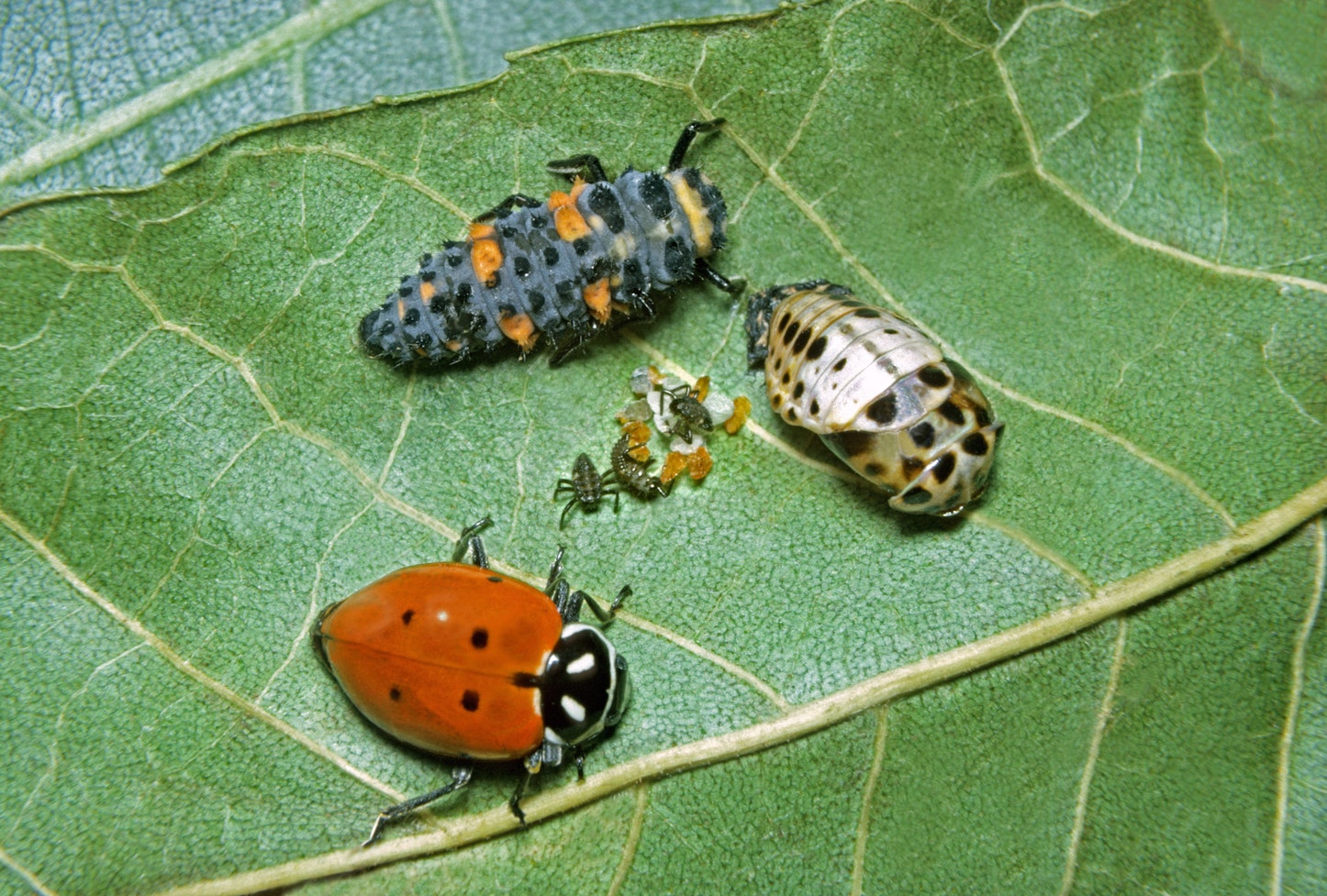 The bug cycle: From egg to adult