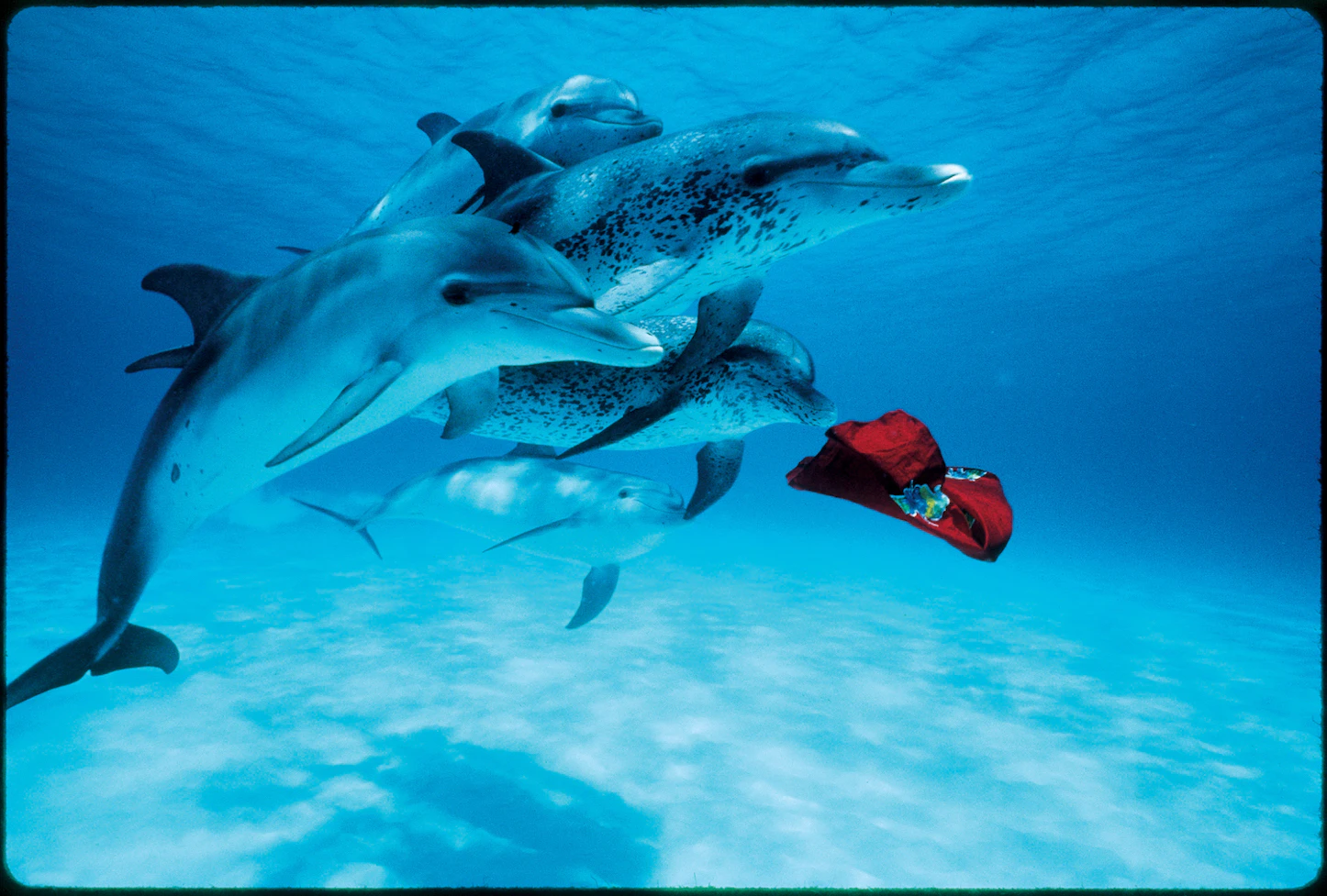 How dolphins communicate with whistles and clicks