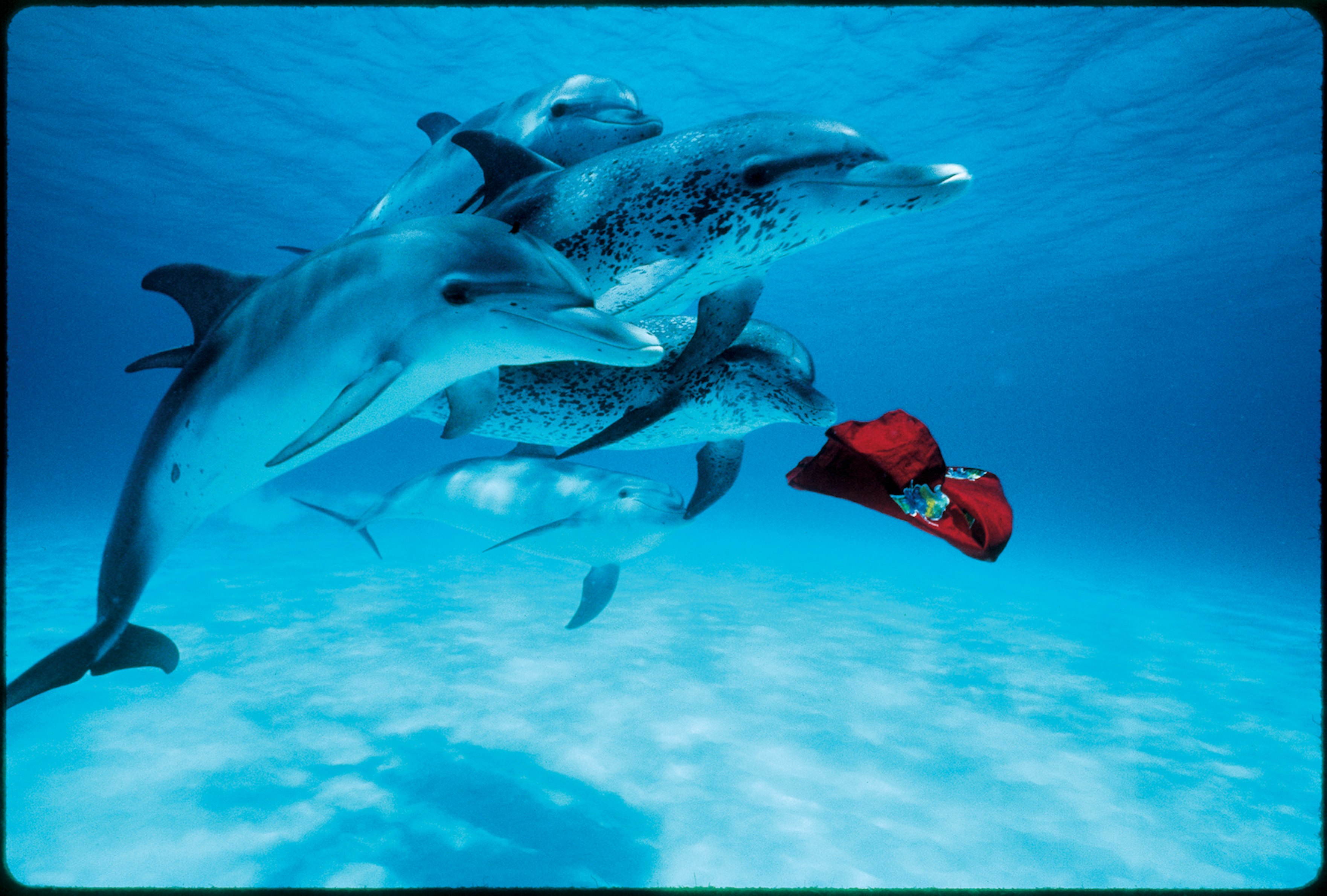 How dolphins communicate with whistles and clicks