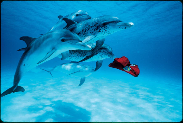 How dolphins communicate with whistles and clicks