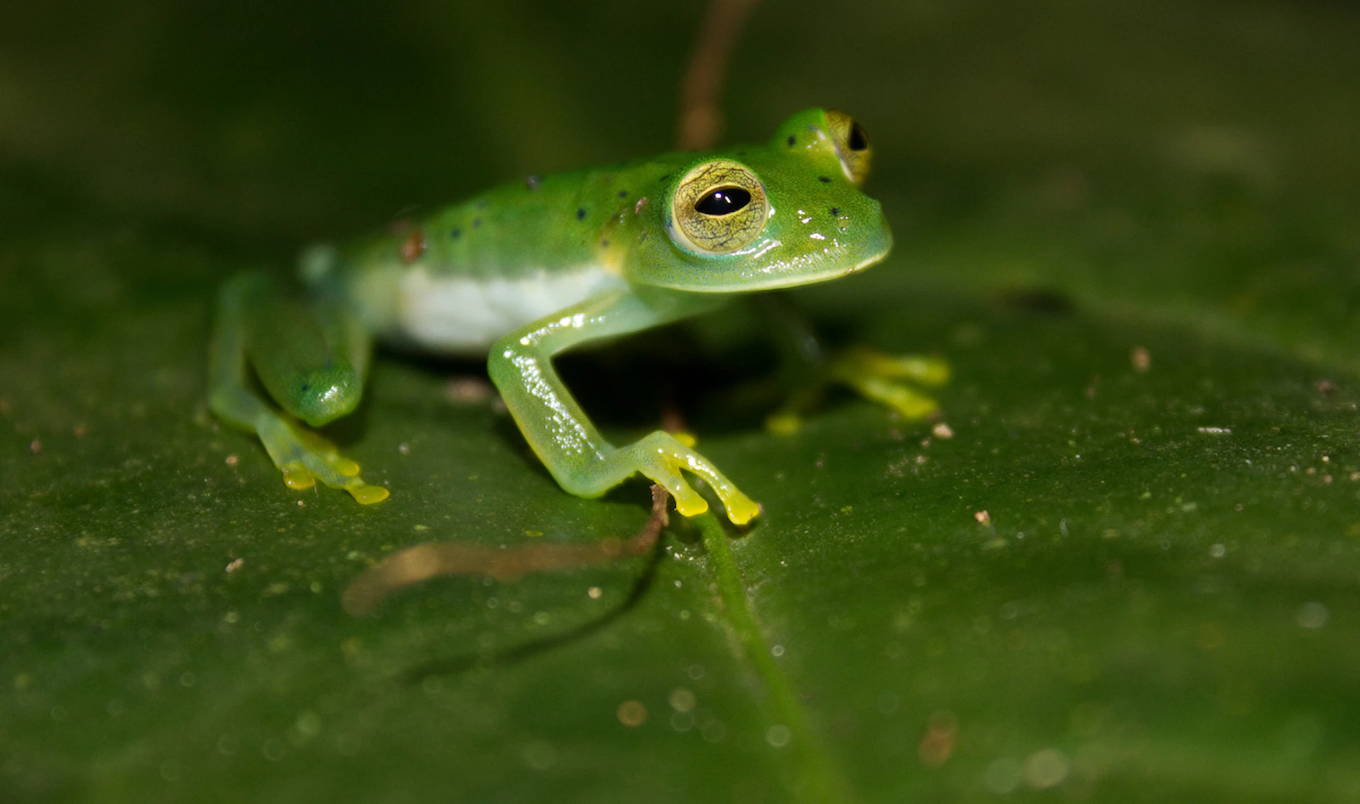 Why glass frogs have see-through skin becomes clear in study