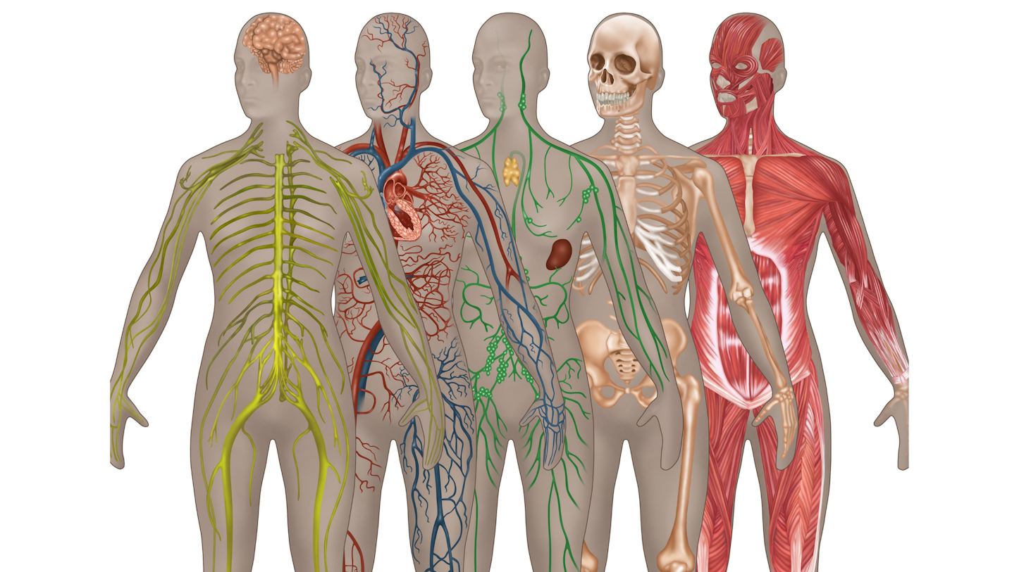 An introduction to the human body systems