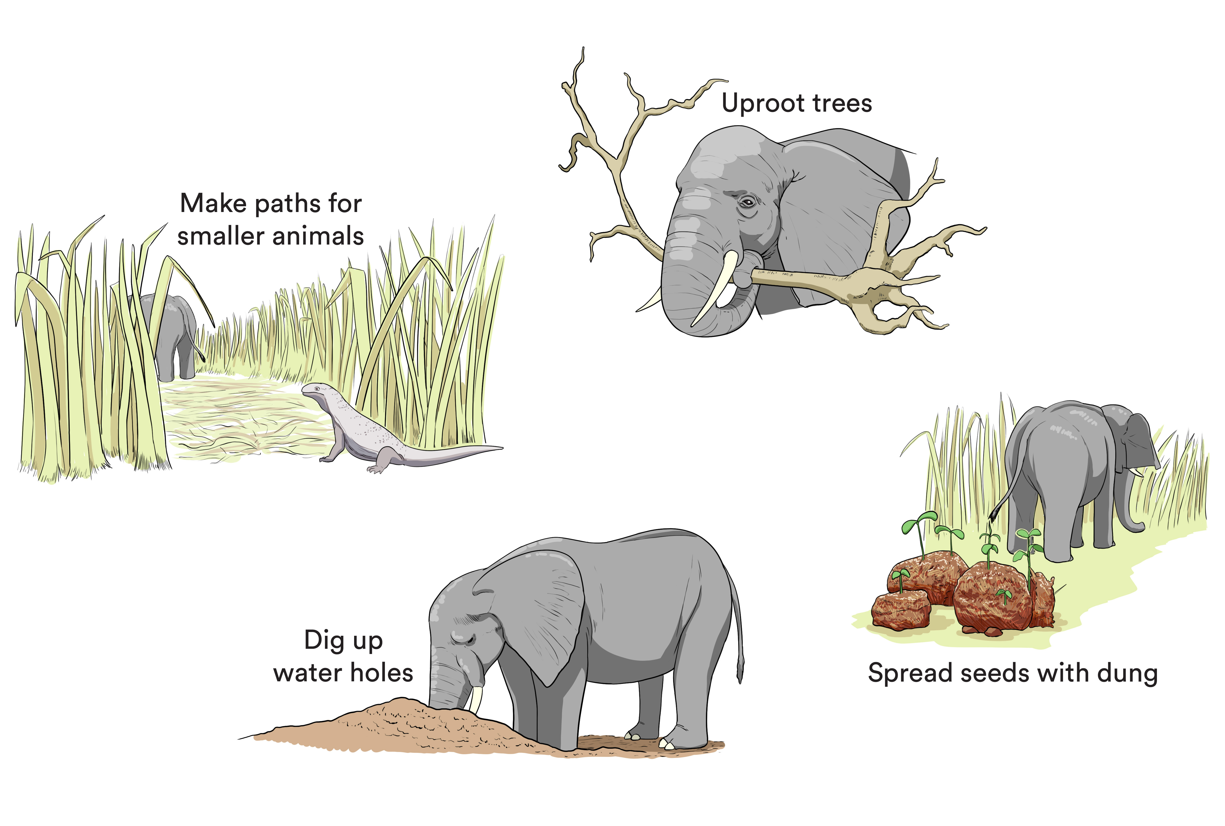 What is an ecosystem?