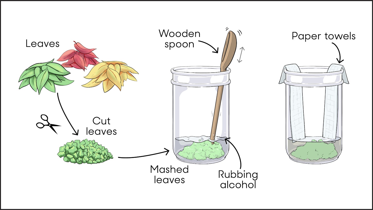 Find the hidden color of leaves