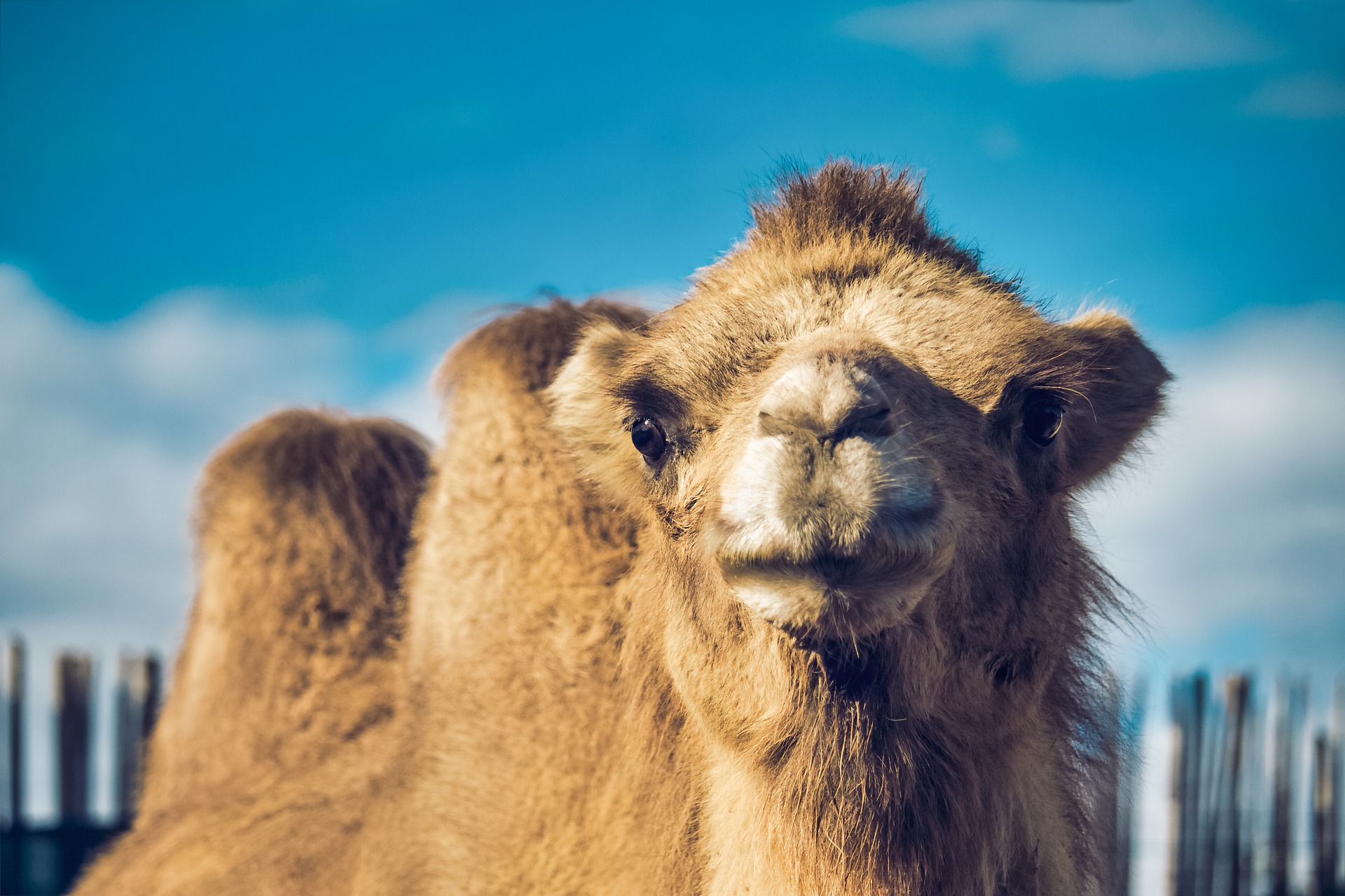 Newsela | Why this new technology inspired by camel fur is super cool