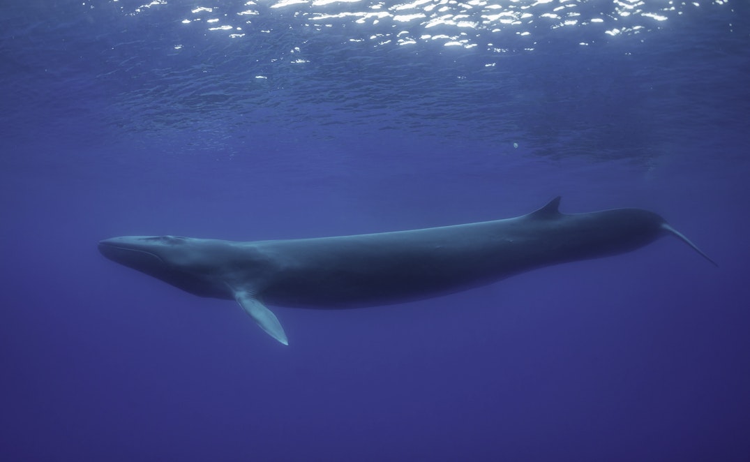 Fin whales could help scientists map what lies below the seafloor