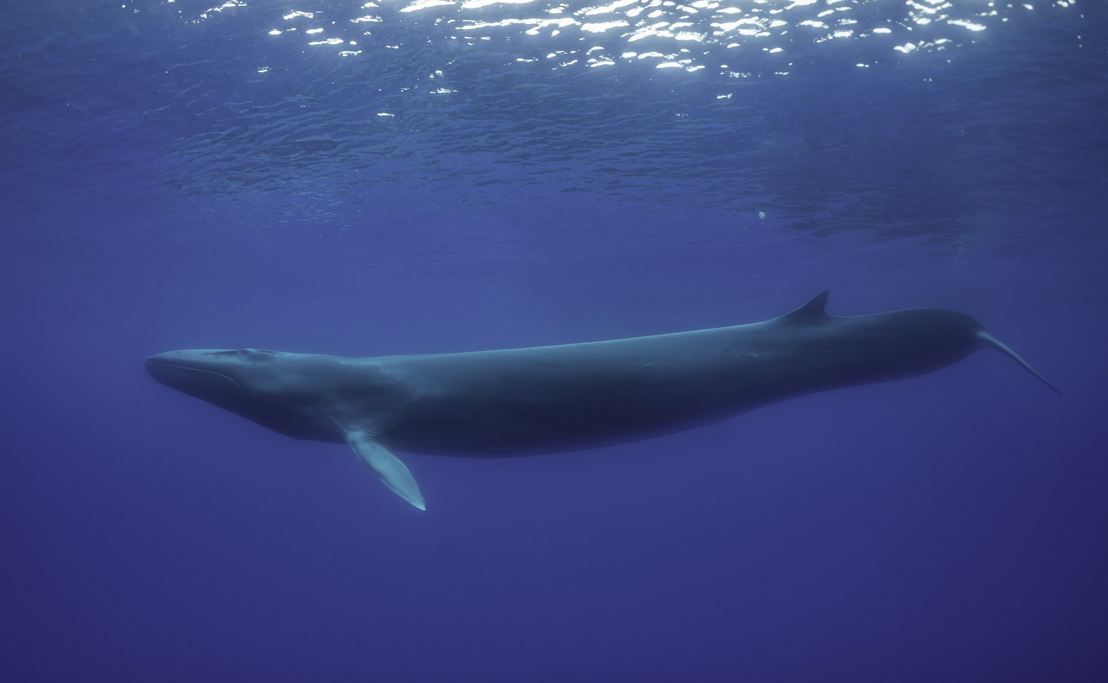 Fin whales could help scientists map what lies below the seafloor
