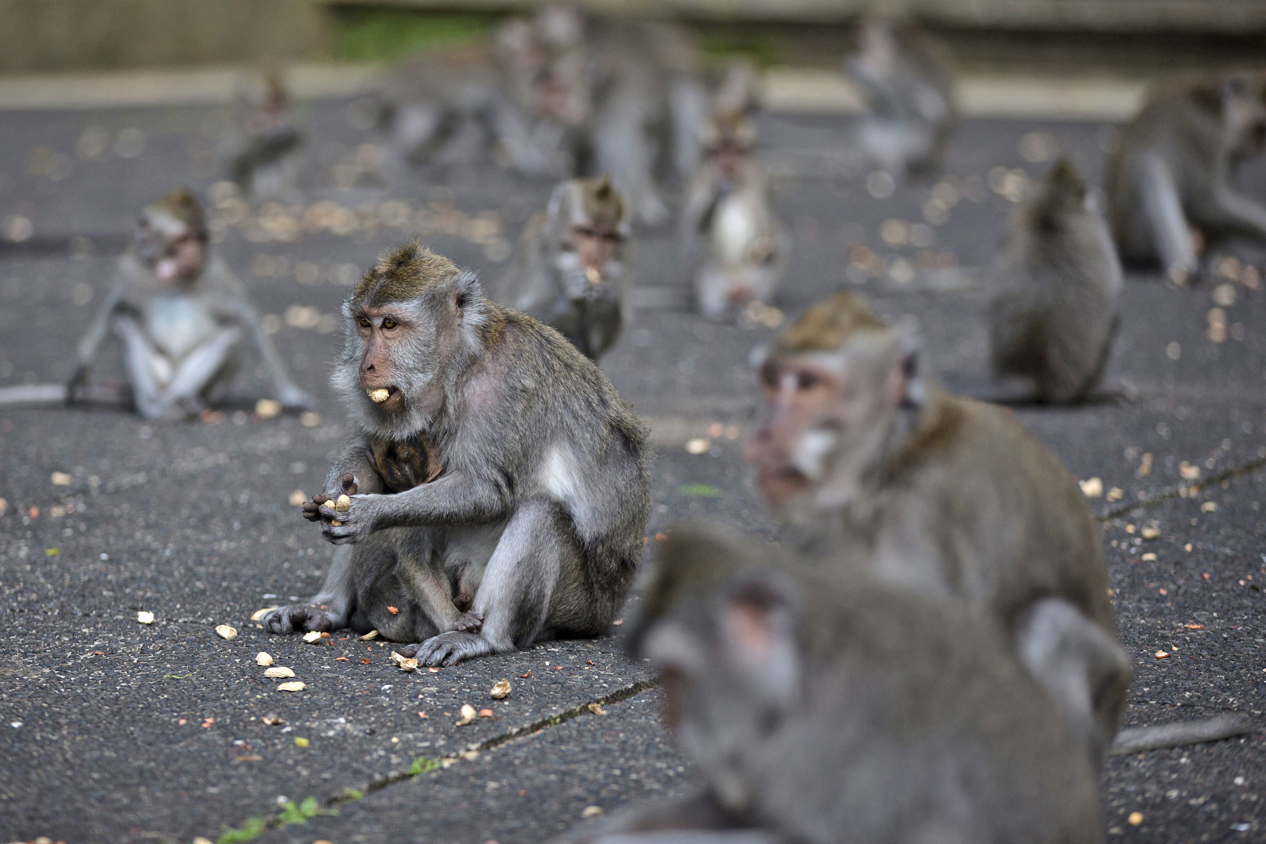 Newsela | With no tourist handouts, hungry monkeys raid homes in Bali
