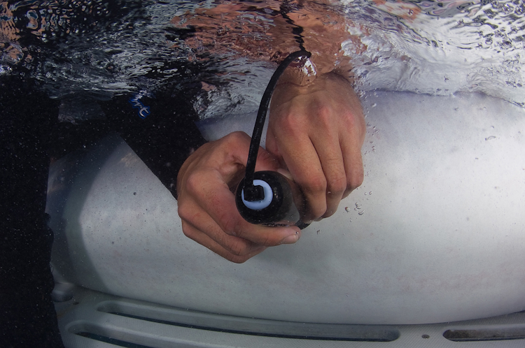 Newsela | A study with teeth: Sonograms aid research on pregnant sharks